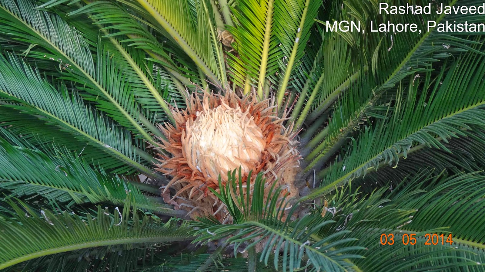 Plants of Lahore - Pakistan: September 2014