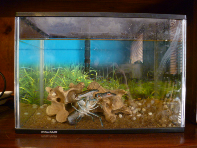 Pet yabby: Setting up a tank for a pet yabby