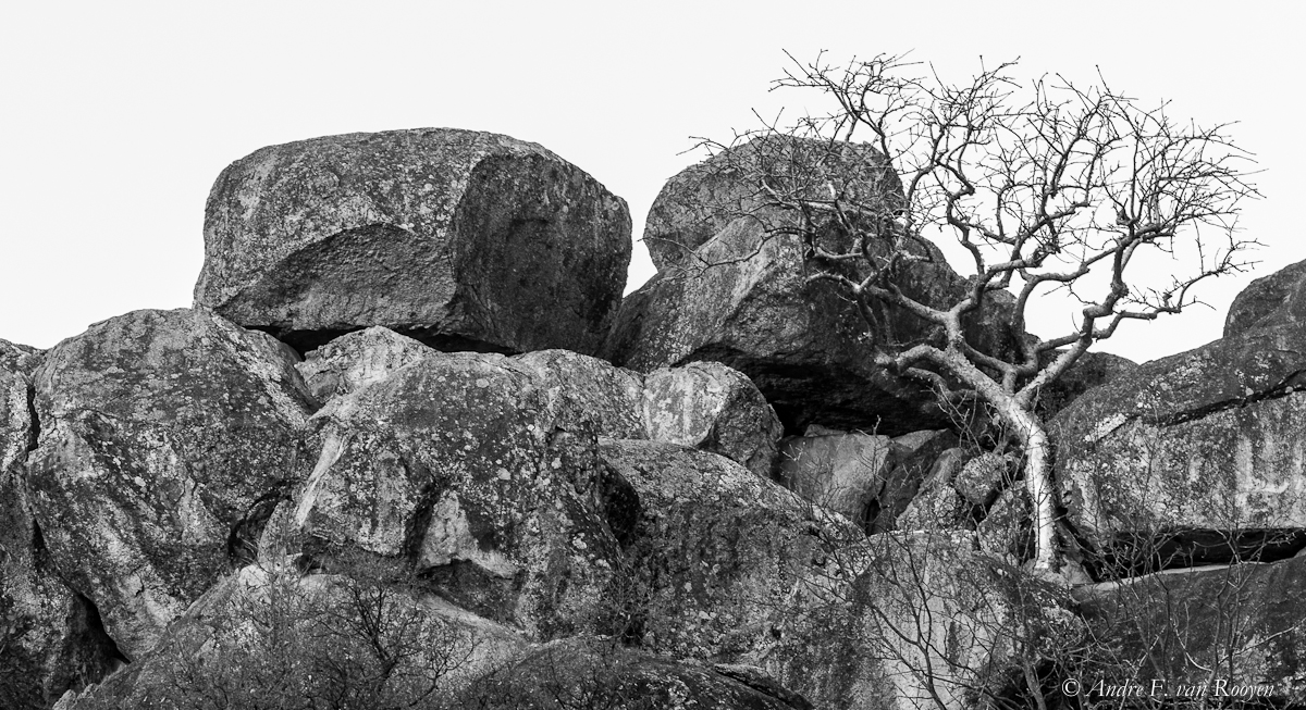 André F. van Rooyen: August 2012