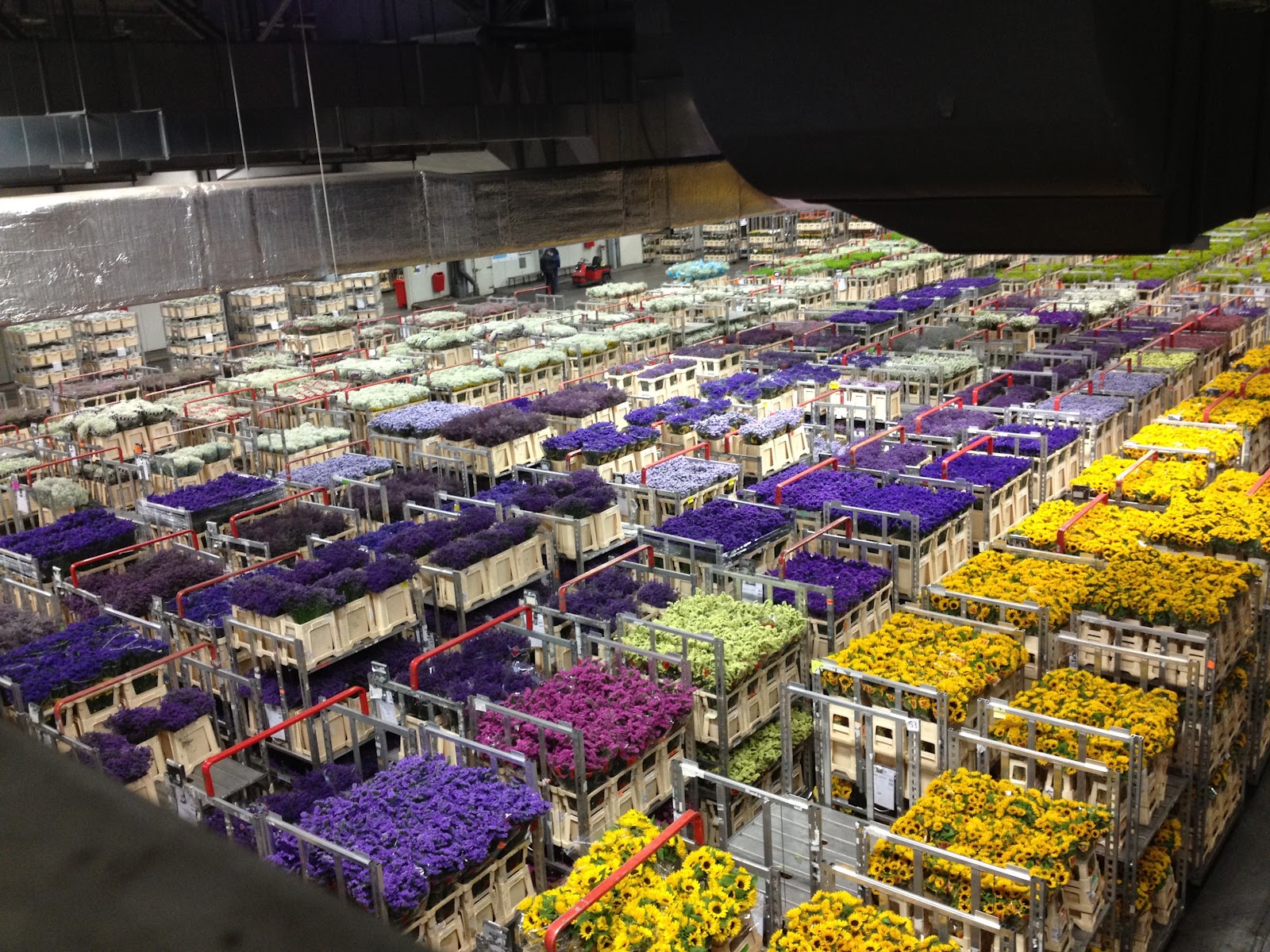 Design Creativity Revealed: Visiting the Dutch Flower Auction