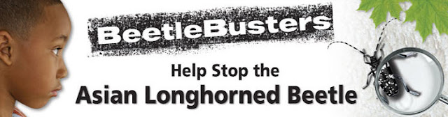 Mommy Maestra: Free Beetle Busters Kit from the US Dept of Agriculture