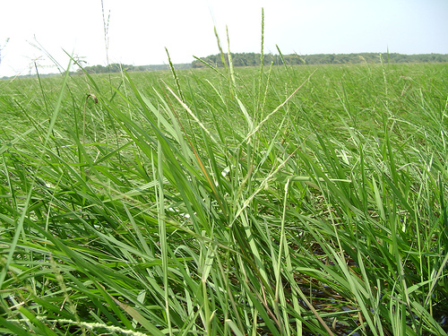 World rices: All wild rice genera on the world