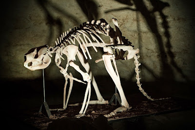 Variety of Life: Sthenurinae