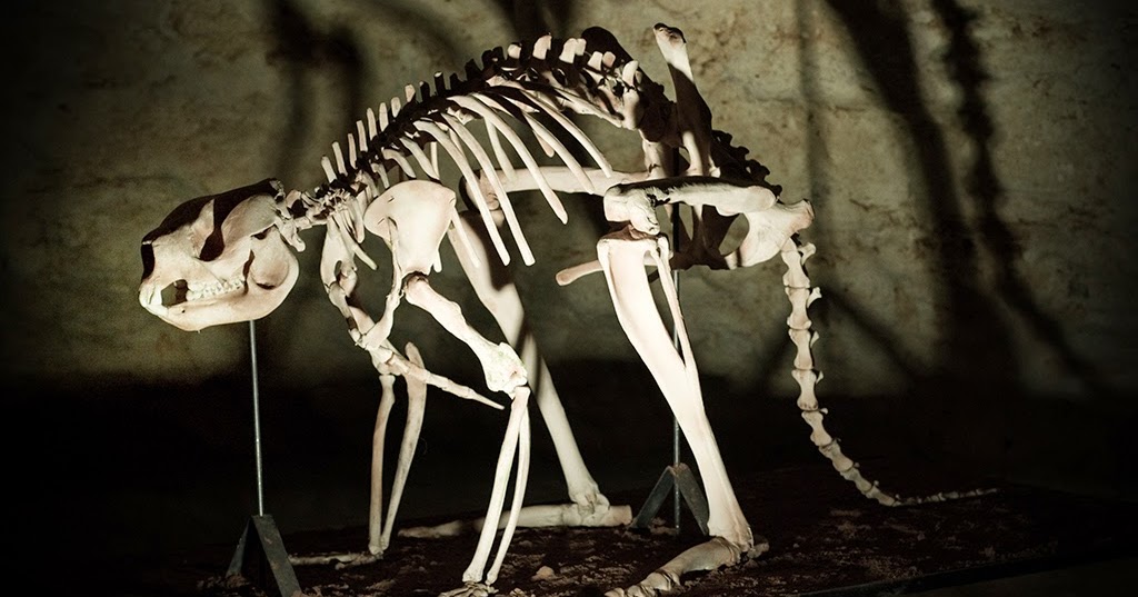 Variety of Life: Sthenurinae