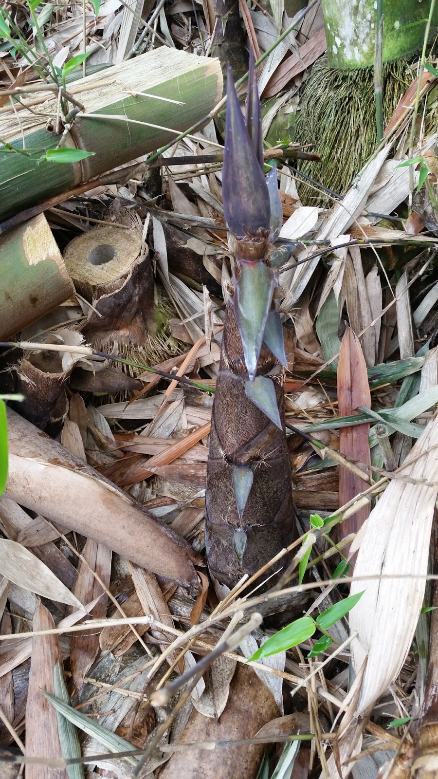 Warisan Petani: Pokok Buluh 1 : Buluh Betung.