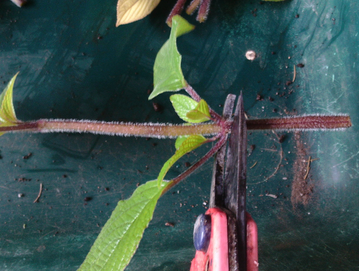The Green Fingered Blog: How to take cuttings - A Beginner's Guide