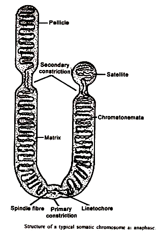 Chromosome Structure