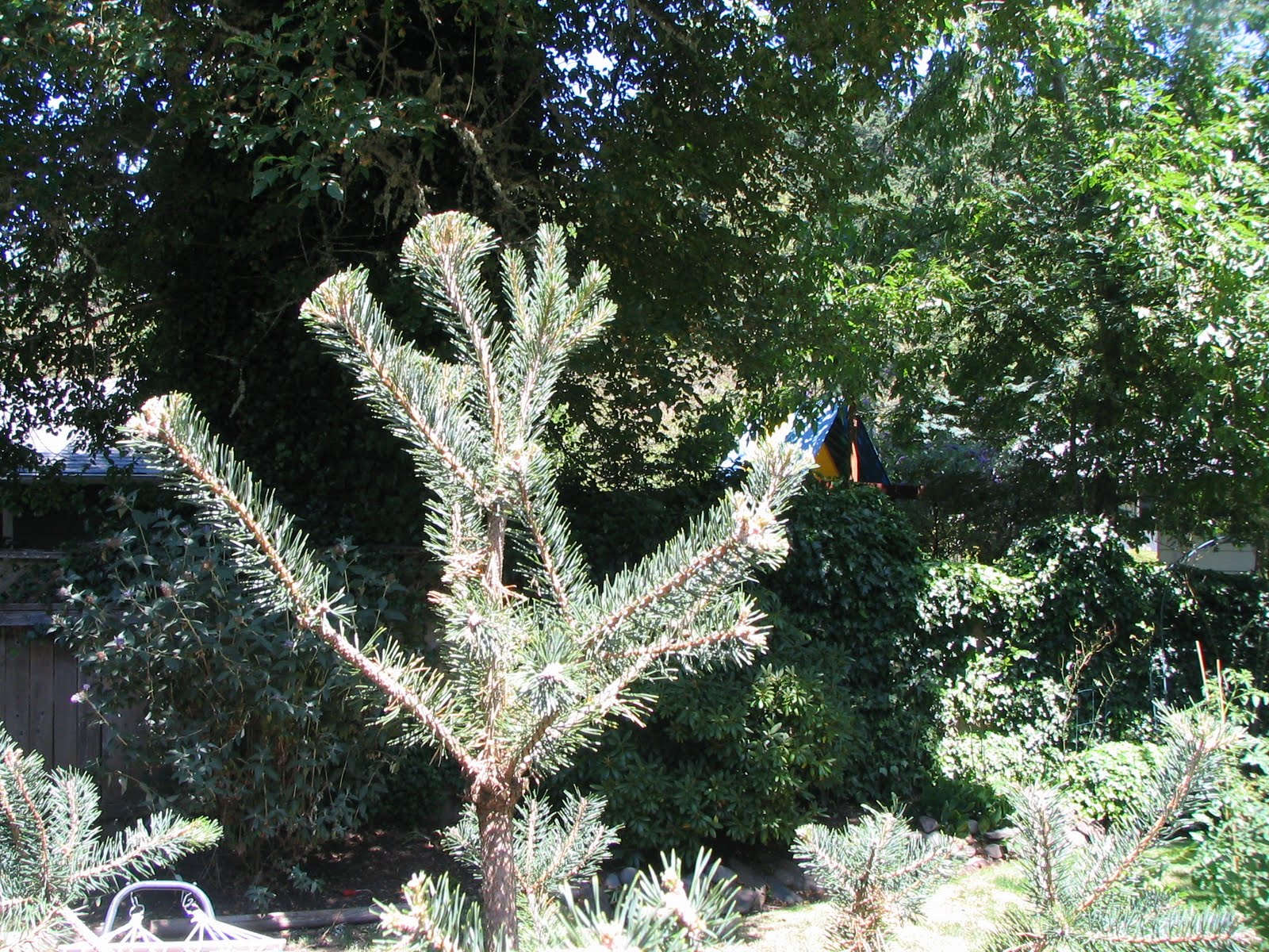 The Poodle Tree Experiment: Big Day - the Tree gets its first trim