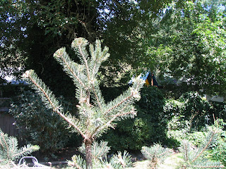 The Poodle Tree Experiment: Big Day - the Tree gets its first trim
