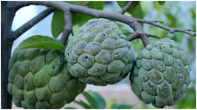 CARA MENANAM / BUDIDAYA BUAH MULWO DI POT | Pertanian