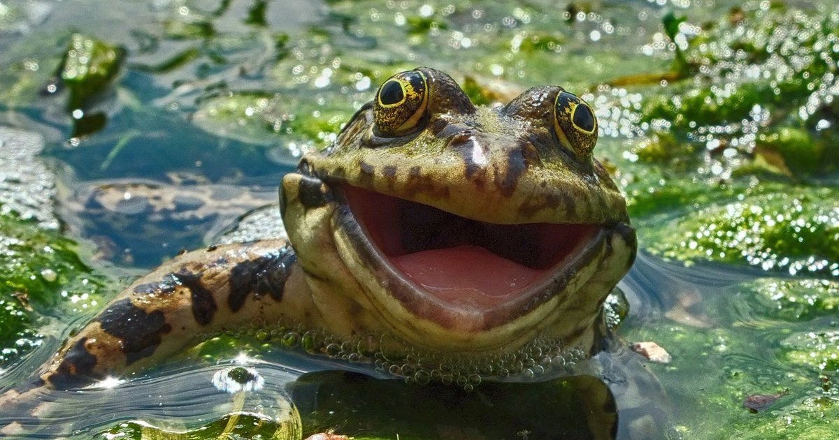 ReadWonder: Picture Wednesday #14 (Happy Frog)