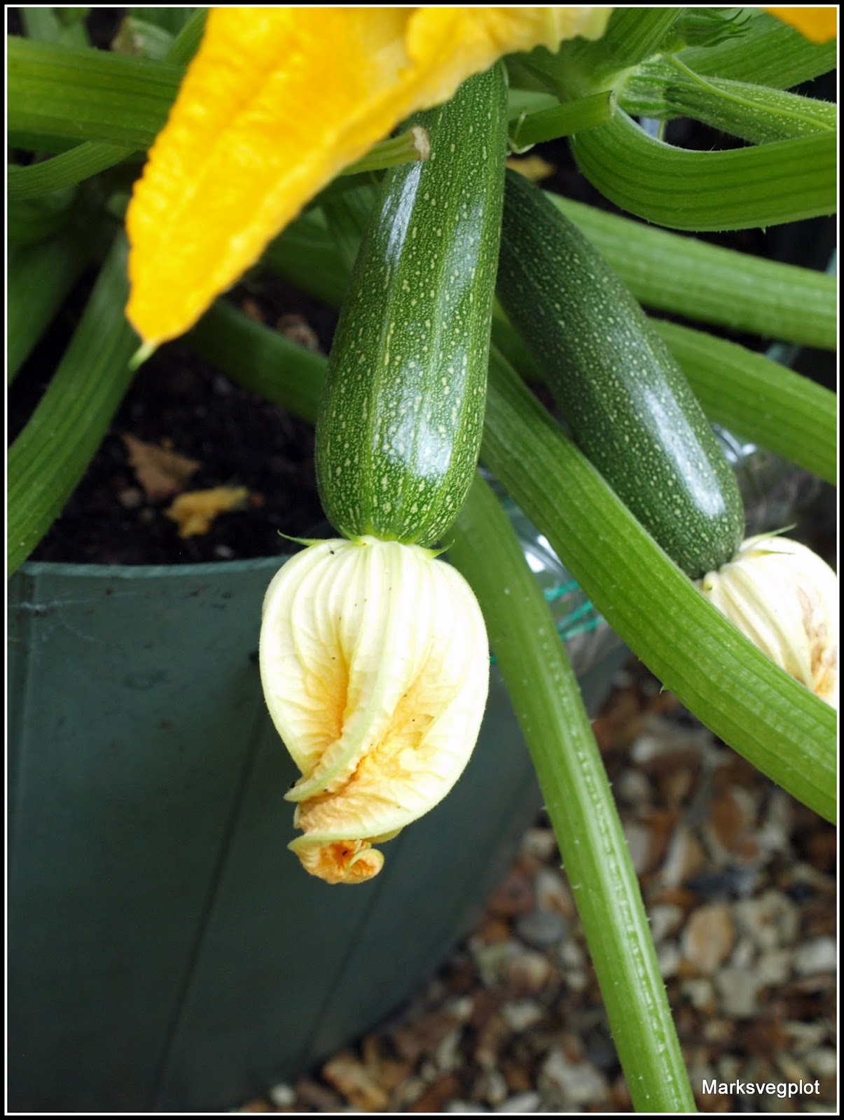 Mark's Veg Plot: Coming soon...