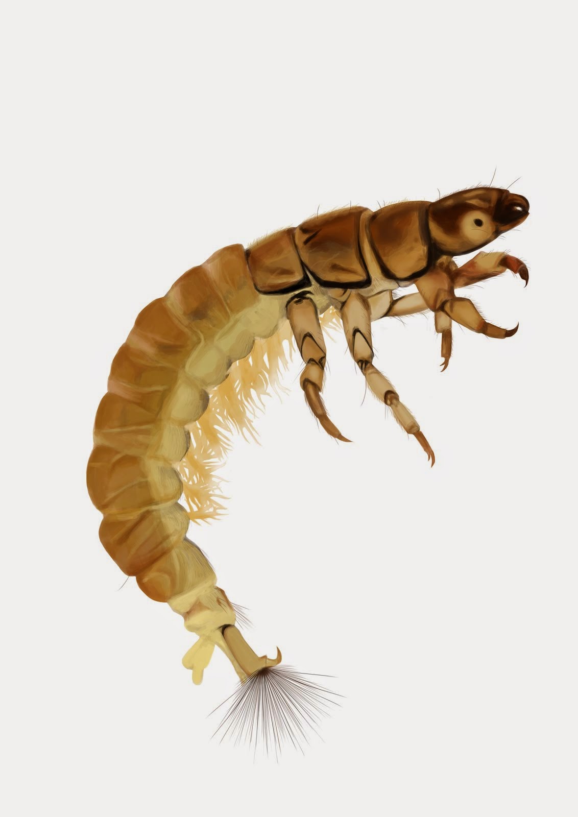 Hydropsyche sp. - Tricòpter - Marc Montenegro Call