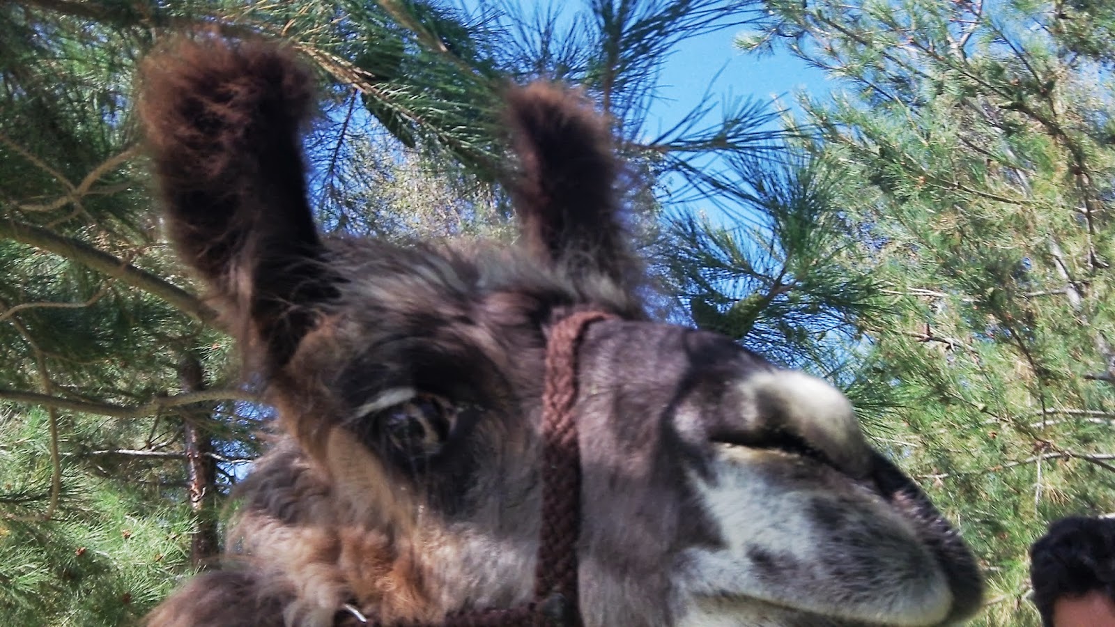 For Llama Llovers: 09/05/13