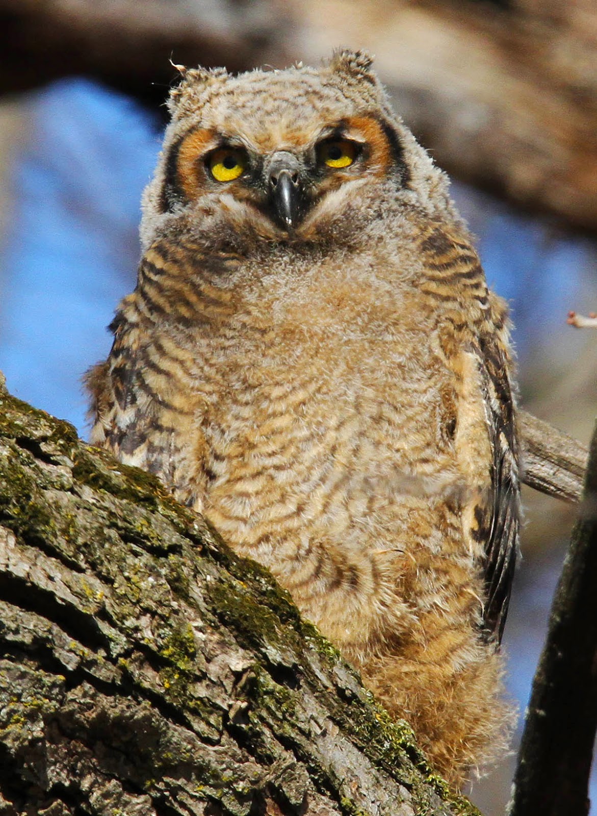 All of Nature: Great Horned Owl Babies Growing Fast
