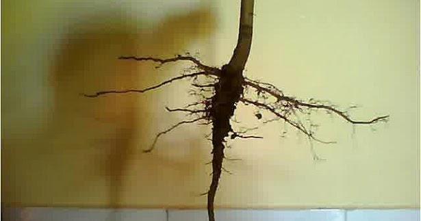 Tumbuhan yang Akarnya Mengalami Modifikasi Struktur dan Fungsi