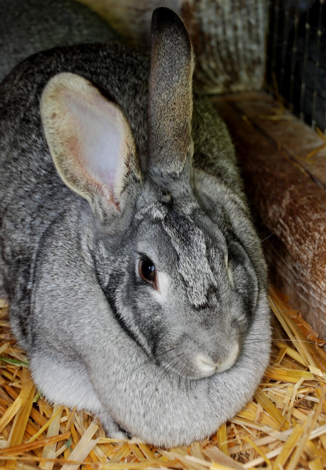 Applegarth Farm: The rabbitry ~ American Chinchilla's