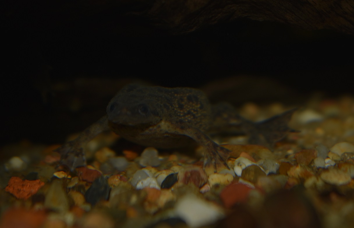 ZOOTOGRAFIANDO (6.100 ANIMALS): RANA ENANA AFRICANA / CONGO DWARF CLAWED FROG (Hymenochirus ...