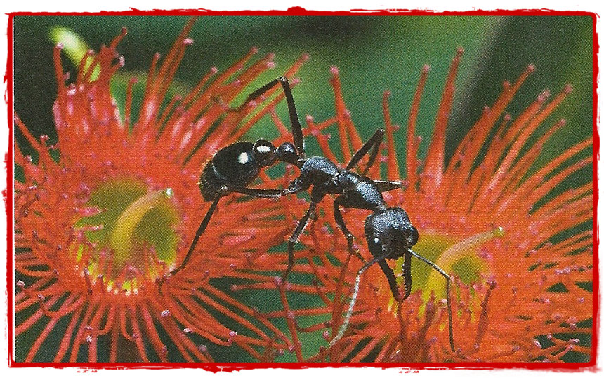 Pormenores Quotidianos: Formiga-bulldog