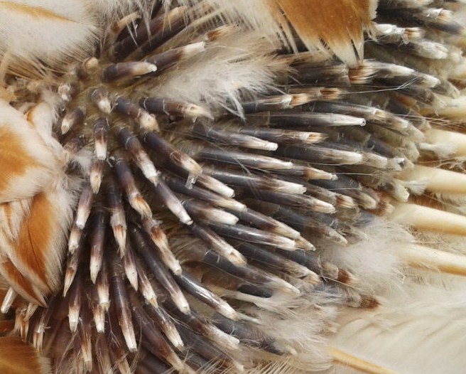A Chicken Keeper s Blog Information The Moult a-chicken-keeper-s-blog-information-the-moult