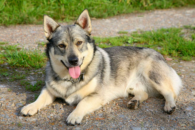 White Wolf : Meet the Swedish Vallhund, an amazing looking dog with a ...