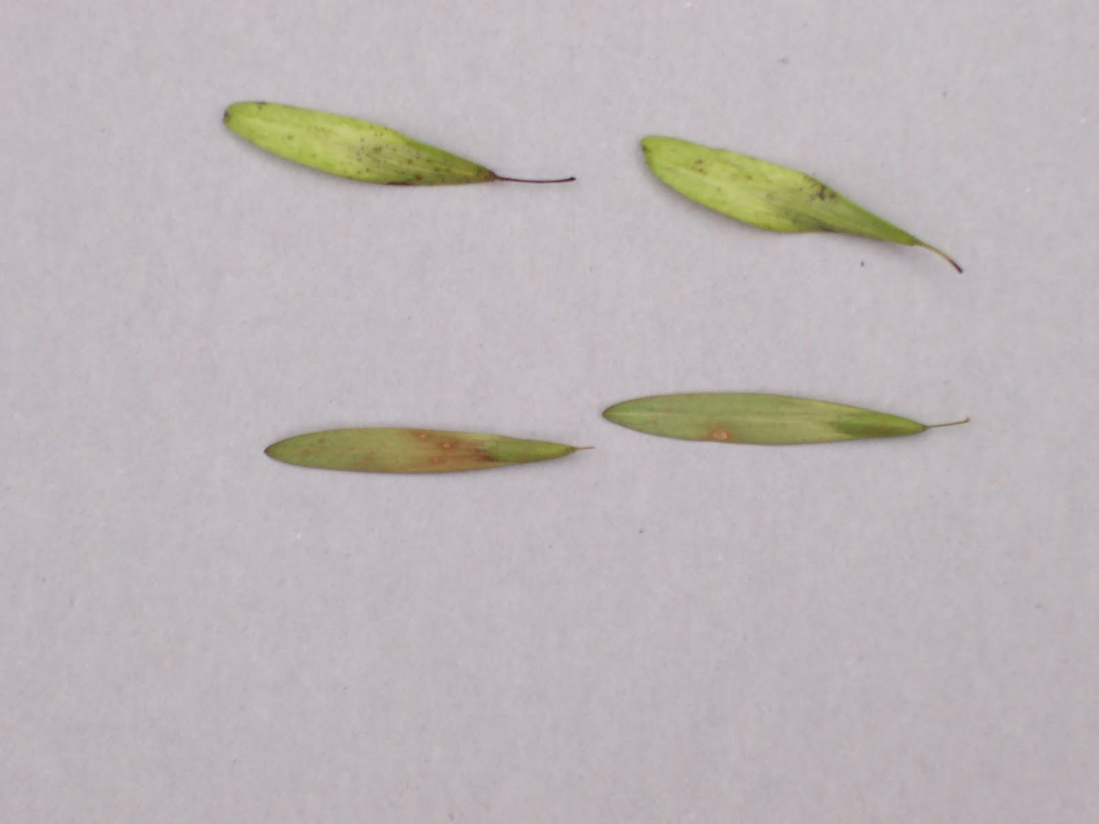 Chenango Archaeologists: Black Ash Samaras