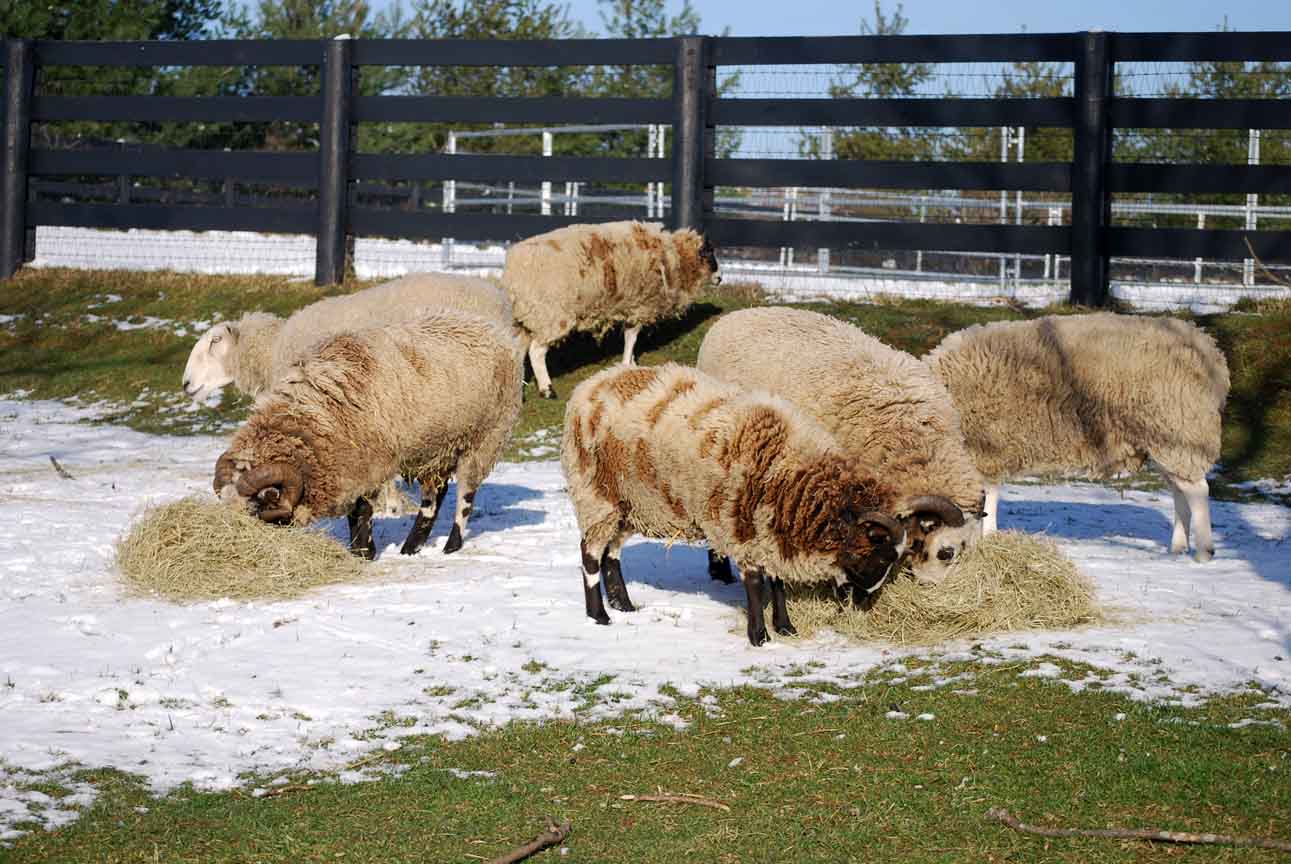 Punkin's Patch: In Case You've Ever Wondered If Sheep Have Feelings