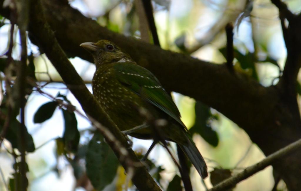Australian Birds Photography: KEUNEA PHOTOGRAPHY: A Trip to Fig Tree Walk