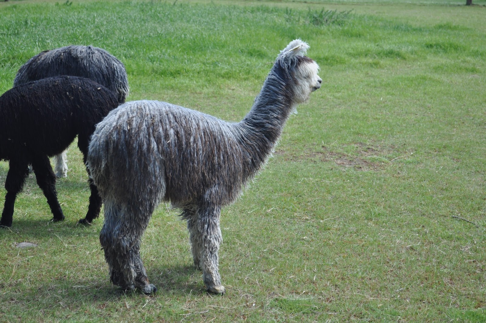 Dutchcorner: Visit to an Alpaca farm near Christchurch
