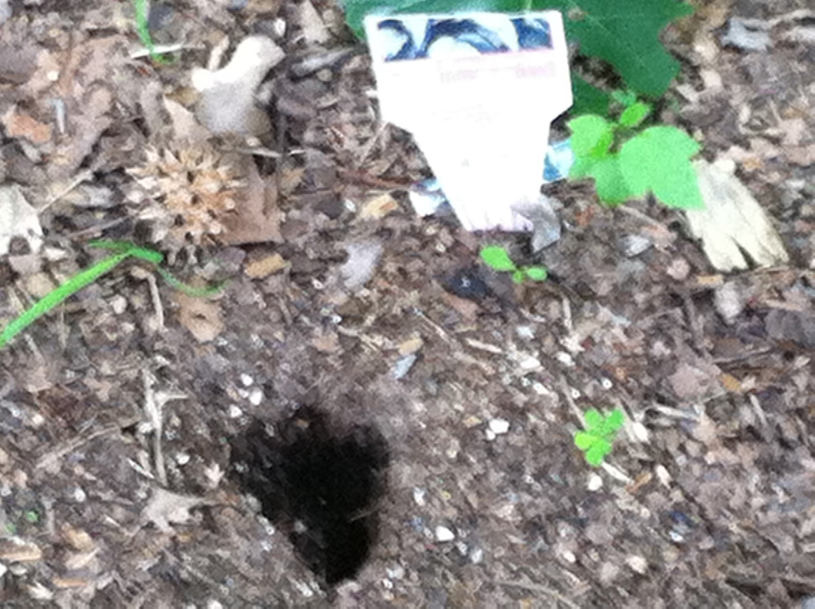 Garden Musings from Memphis Area Master Gardeners: Vole Aeration Garden Musings from Memphis Area Master Gardeners: Vole Aeration