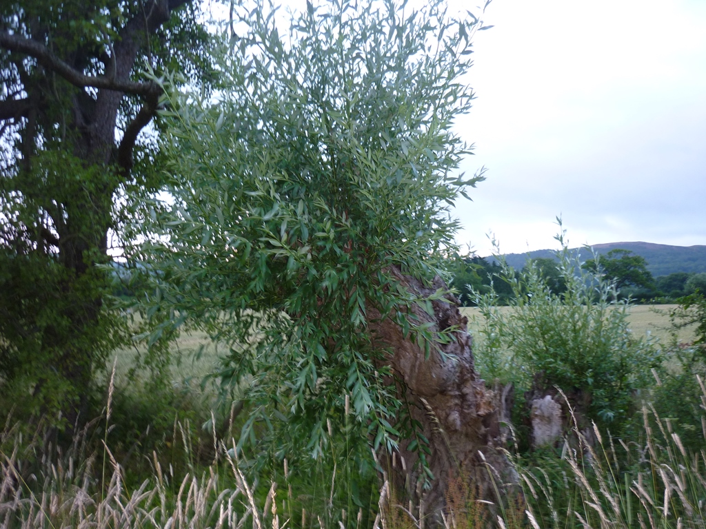 An English Homestead: Willow Trees Update