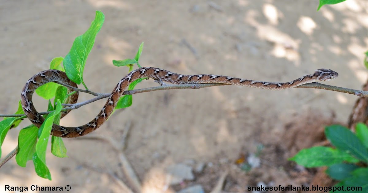 Common Cat Snake/රෑන් මාපිලා (Boiga trigonata-Schneider, 1799)