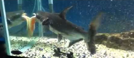 Paroon Sharks Guide: Diet