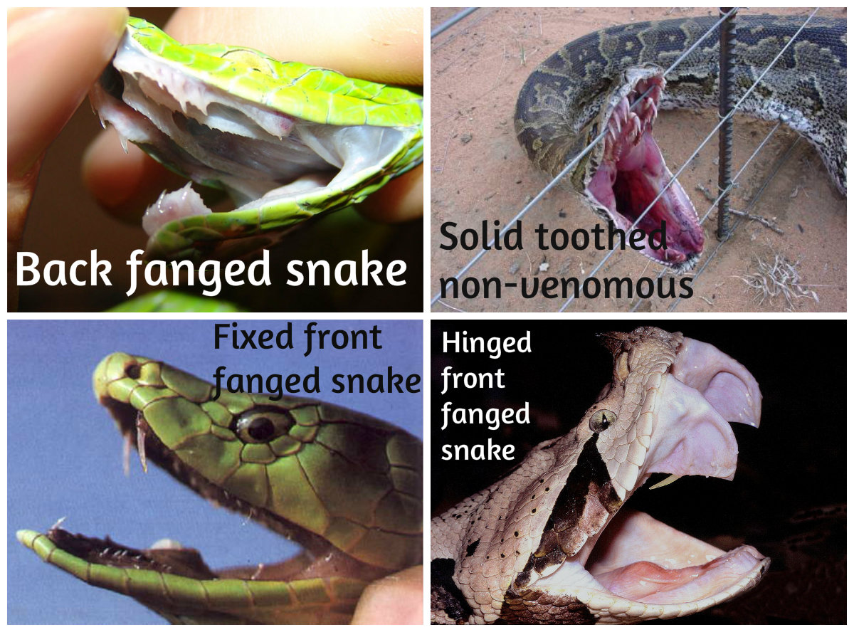 BEAUTY OF NATURE: Snakes (Sub-order Serpentes)