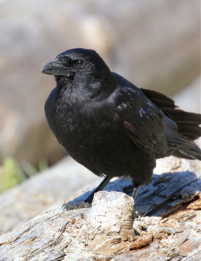 Powell River in Photos: Corvus caurinus