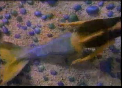 Mermaids In The Media: A Blog On Mermaids In Movies, Music Videos And ...