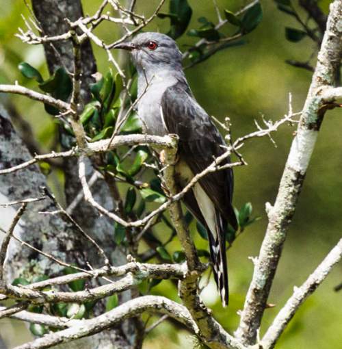 Grey-bellied cuckoo images | Birds of India | Bird World