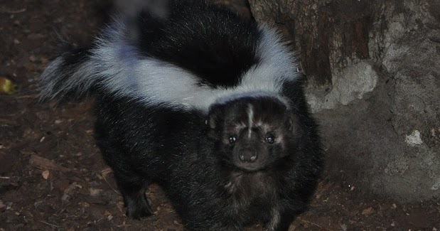 ZOOTOGRAFIANDO (6.100 ANIMALS): MOFETA RAYADA / STRIPED SKUNK (Mephitis ...