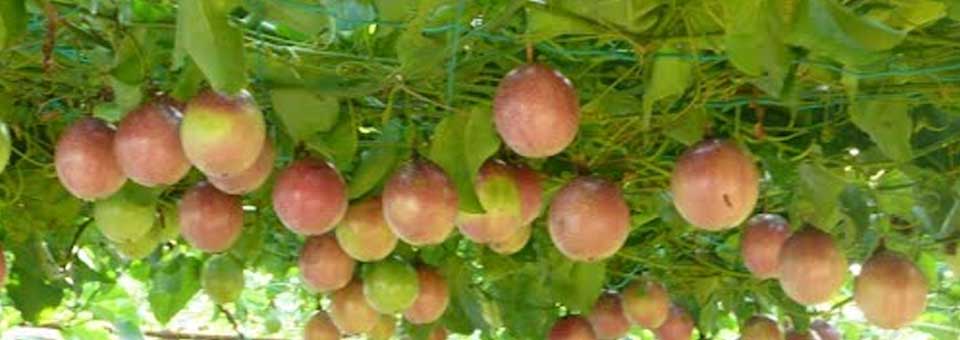 Tanaman Perkebunan: Cara Budidaya Markisa Secara Generatif