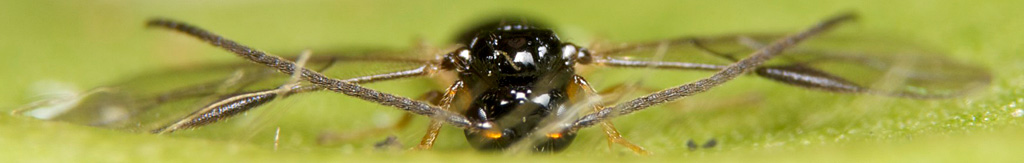 ムシをデザインしたのはダレ？: ツヤコマユバチ亜科 (Opius sp.)