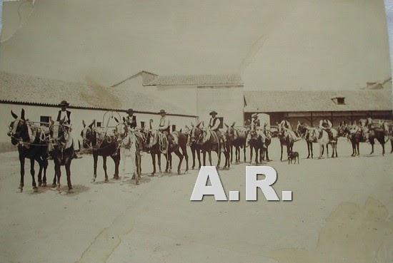 Fotografía antigua albúmina. Mulas en patio de finca.Vintage ...