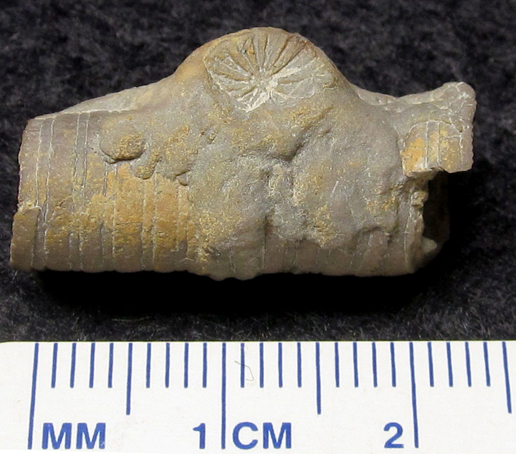 Louisville Fossils and Beyond: Crinoid Holdfast on Dead Crinoid Stem