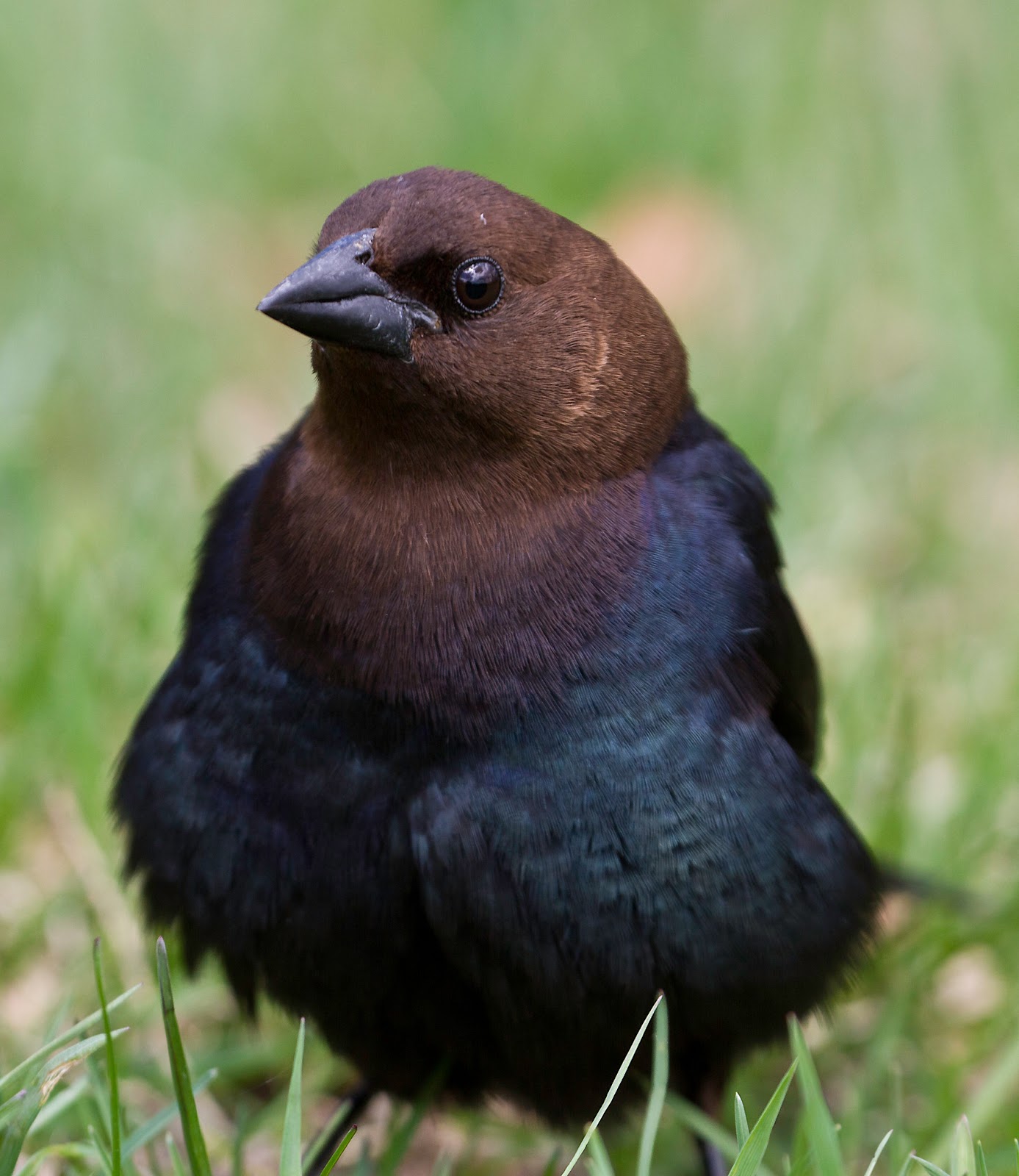 Daniel Berna Photography: Brown Headed Cowbird