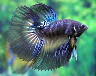 Bbel Ferreira: Como cuidar do peixe beta