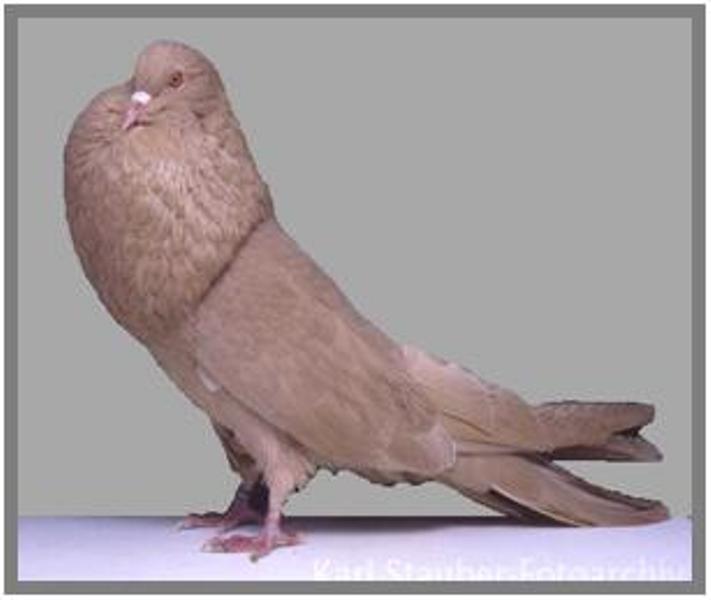 Hungarian Cropper | BD PIGEONS