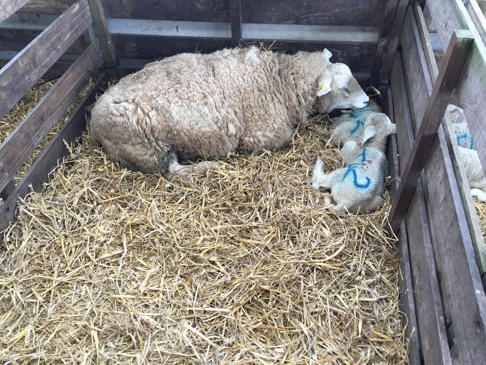 An Easter Visit To Whitehouse Farm Morpeth | Newcastle Family Life
