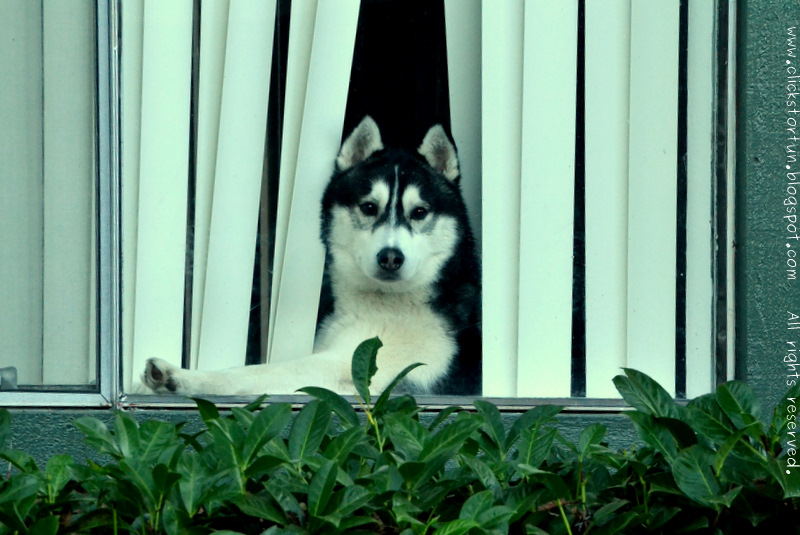 Fun Clicks: Husky At The Window