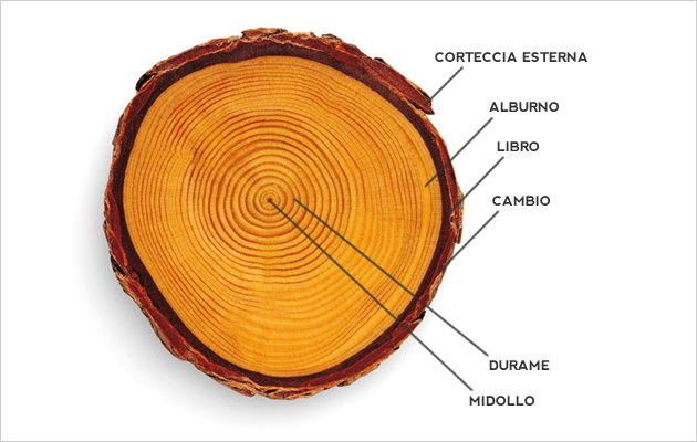 Colleincanto: COME SI STABILISCE L'ETA' DI UN ALBERO