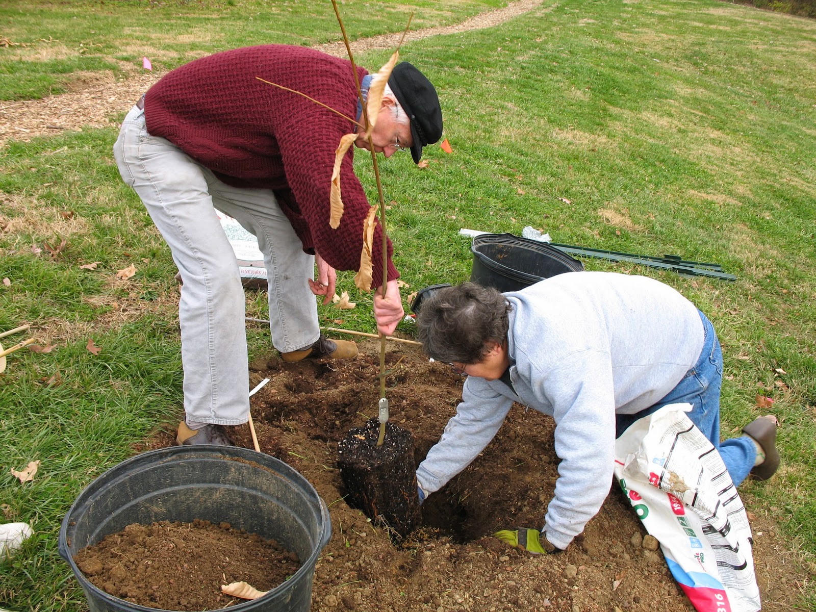 Louisville Chestnut Trees: First Kentucky Produced B3F4 Nuts?