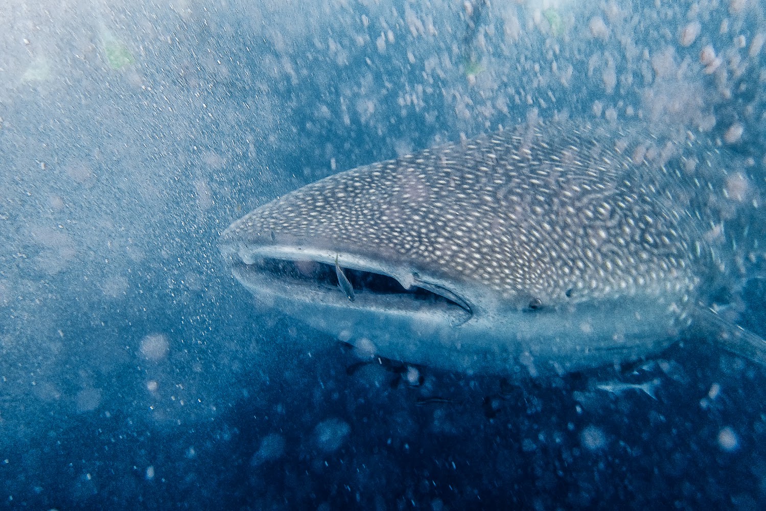 How you emergency?: vaal! hai! vaalhai!